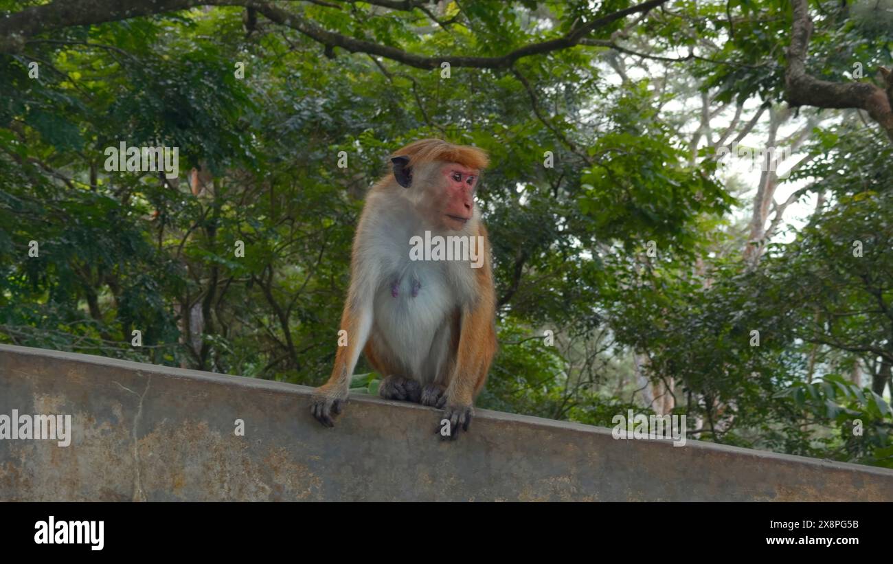 Beautiful red monkeys in tropical park. Action. Wild monkeys on hiking ...