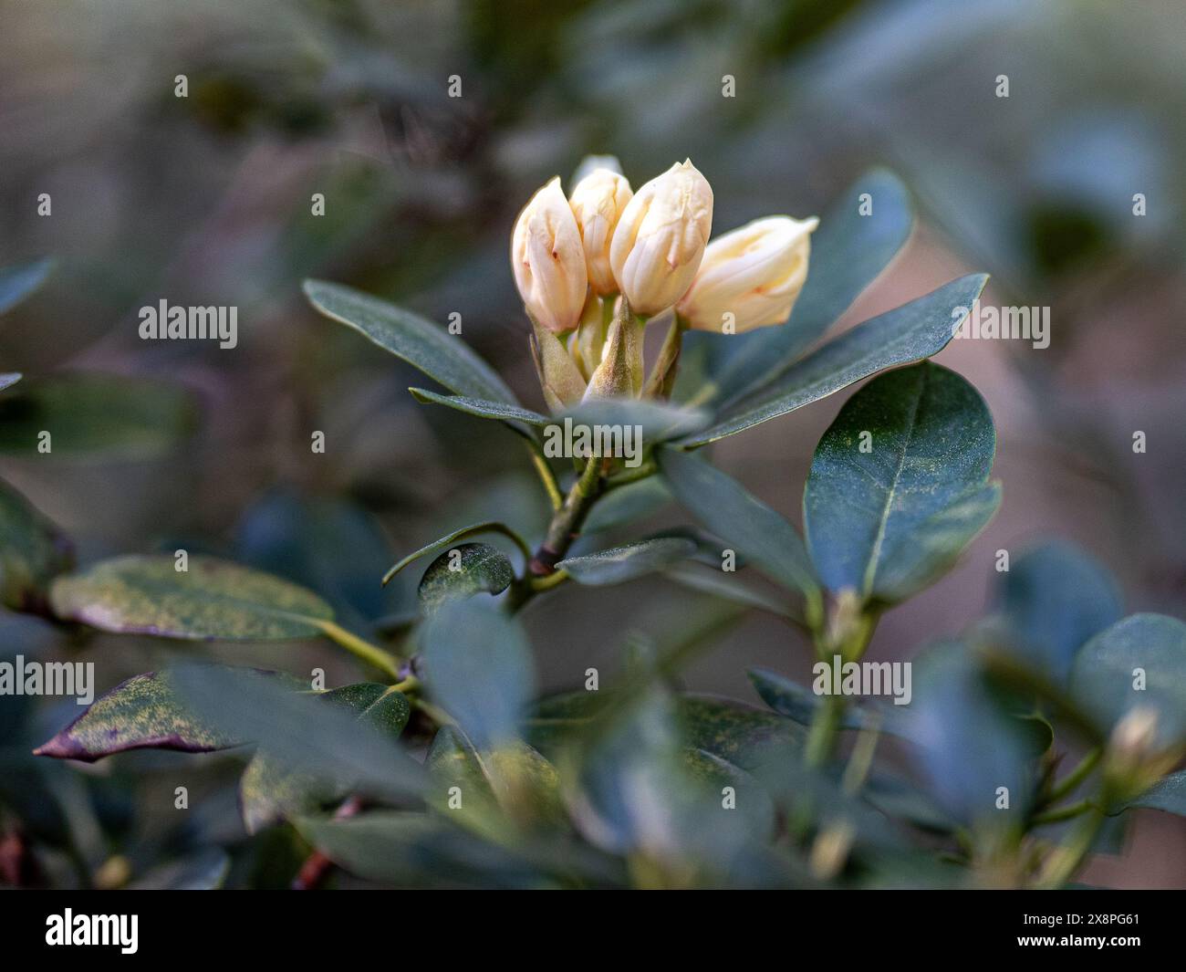Rhododendron bud in the Rhododenron valley at Abackarna, the city park ...