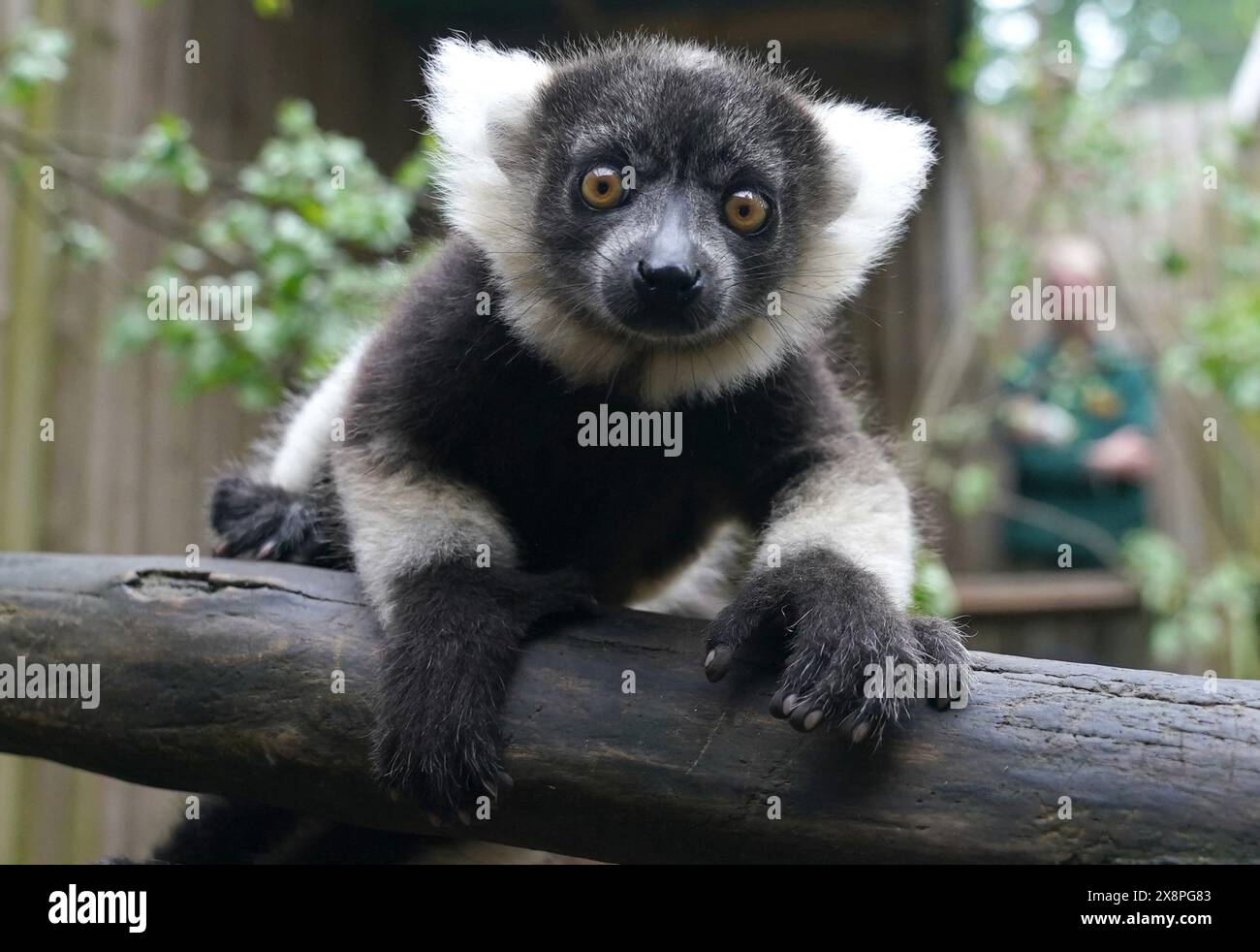 One of two black-and-white ruffed lemur pups born at Blair Drummond ...