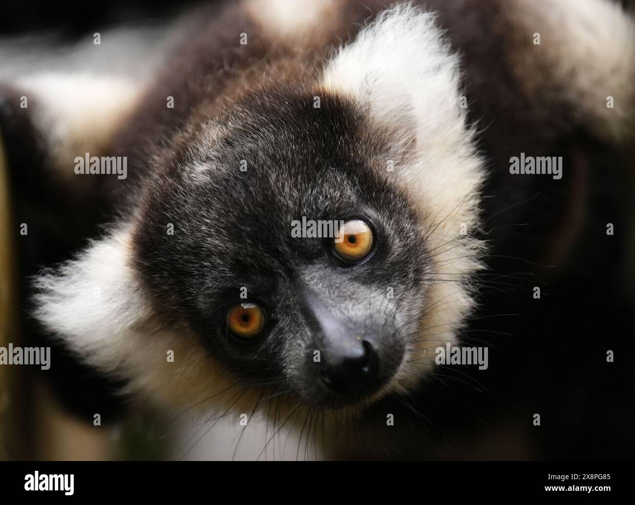 One of two black-and-white ruffed lemur pups born at Blair Drummond ...