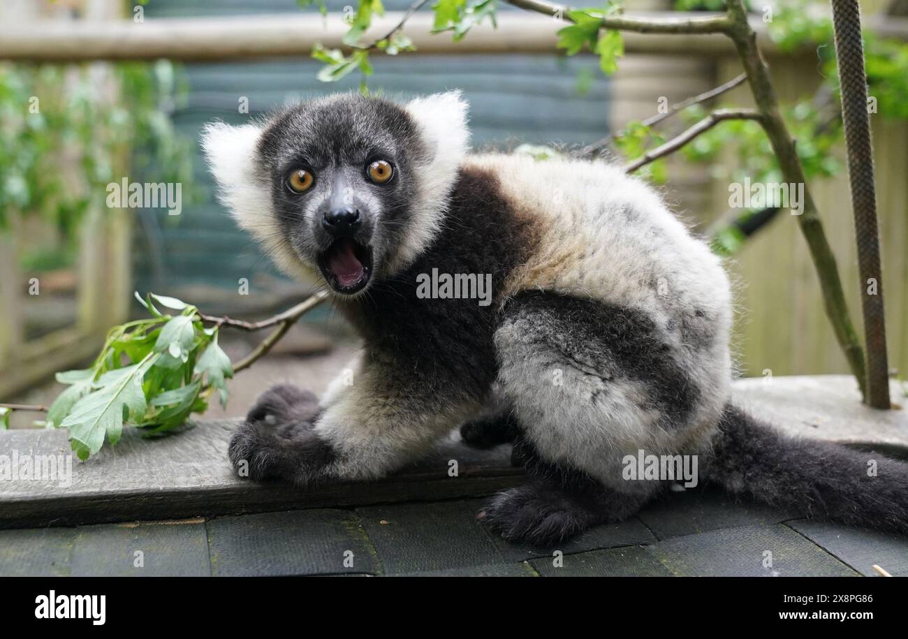 One of two black-and-white ruffed lemur pups born at Blair Drummond ...