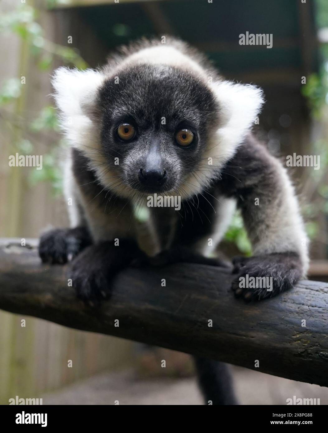 One of two black-and-white ruffed lemur pups born at Blair Drummond ...