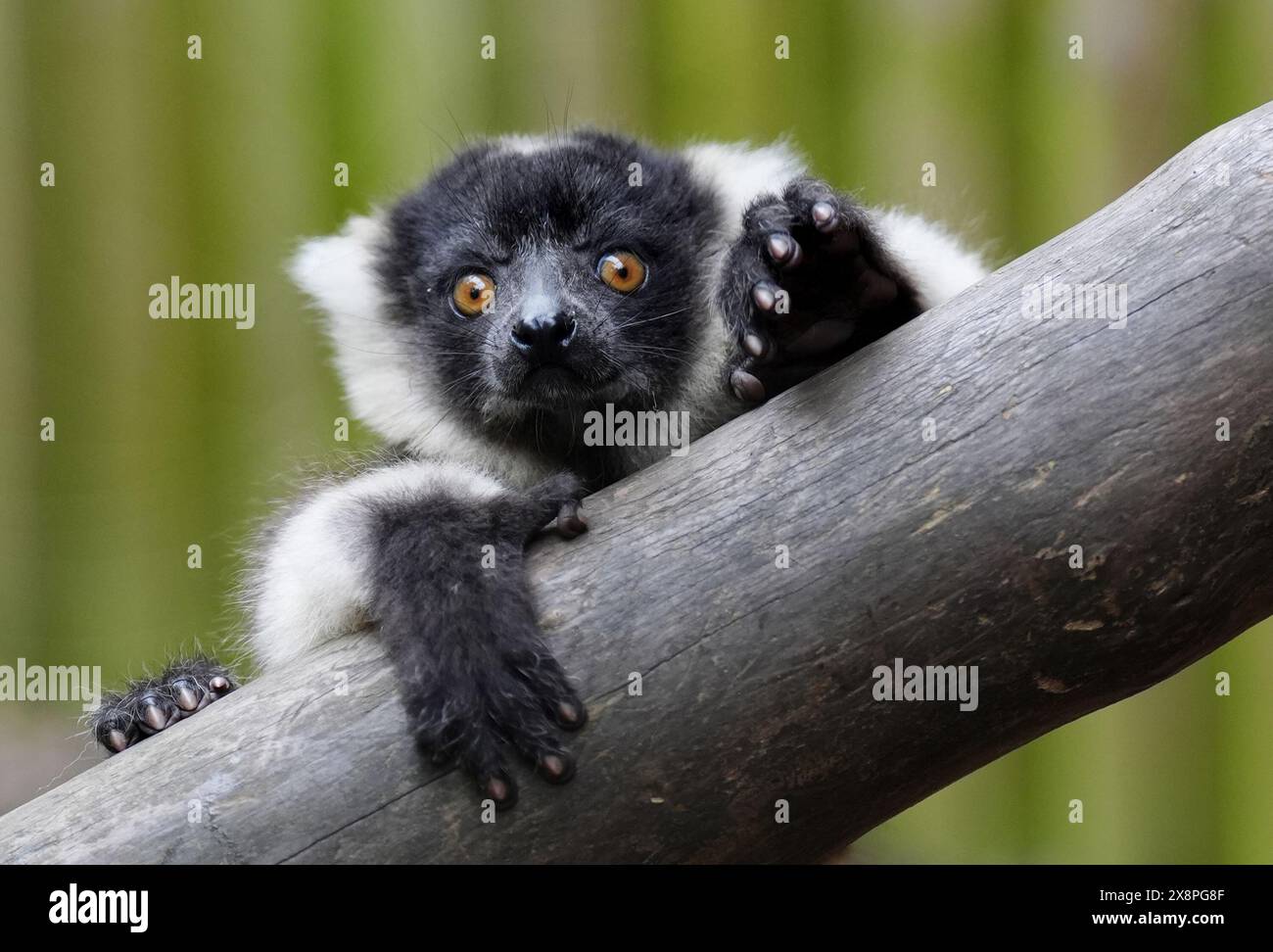 One of two black-and-white ruffed lemur pups born at Blair Drummond ...
