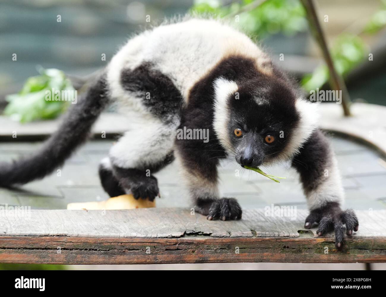 One of two black-and-white ruffed lemur pups born at Blair Drummond ...