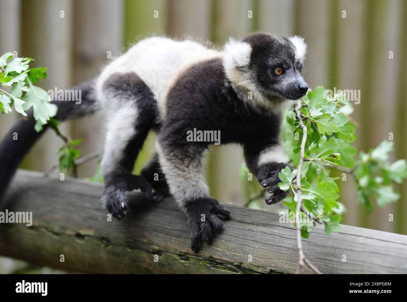 One of two black-and-white ruffed lemur pups born at Blair Drummond ...