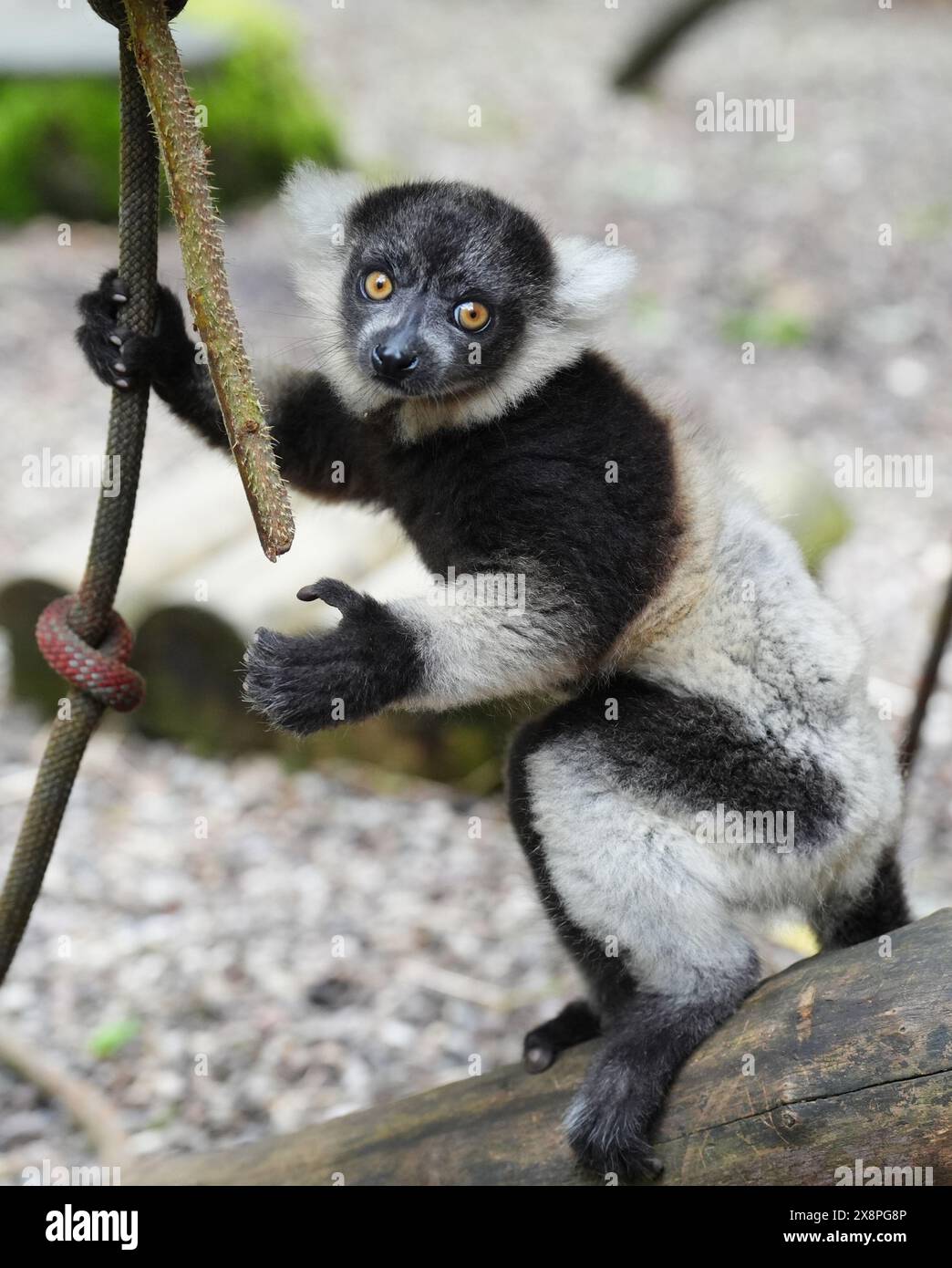 One of two black-and-white ruffed lemur pups born at Blair Drummond ...