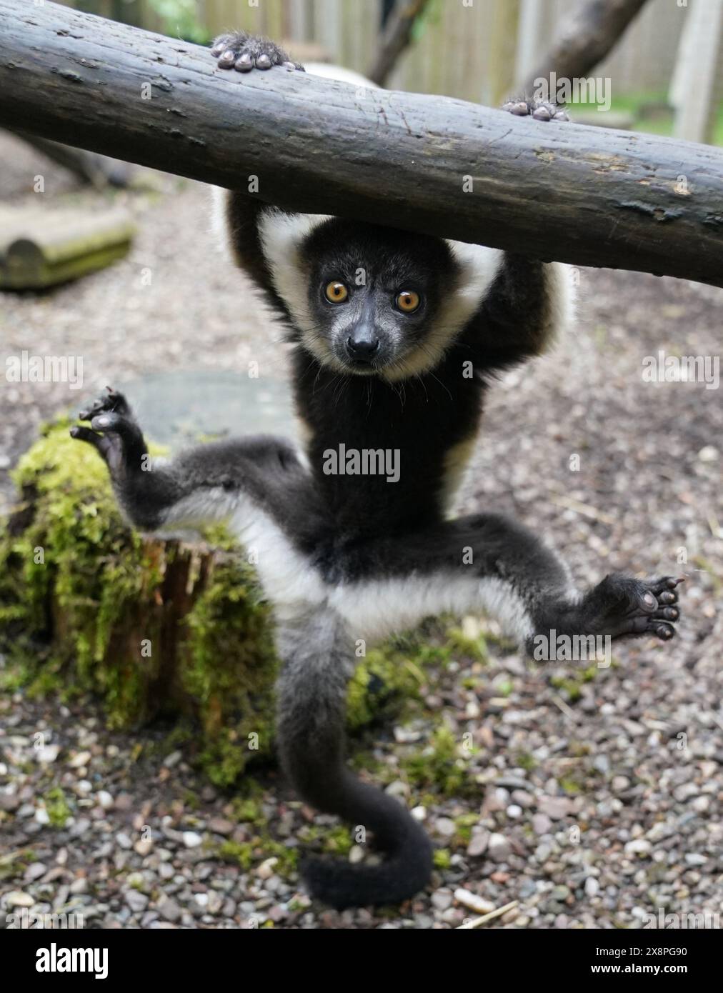 One of two black-and-white ruffed lemur pups born at Blair Drummond ...
