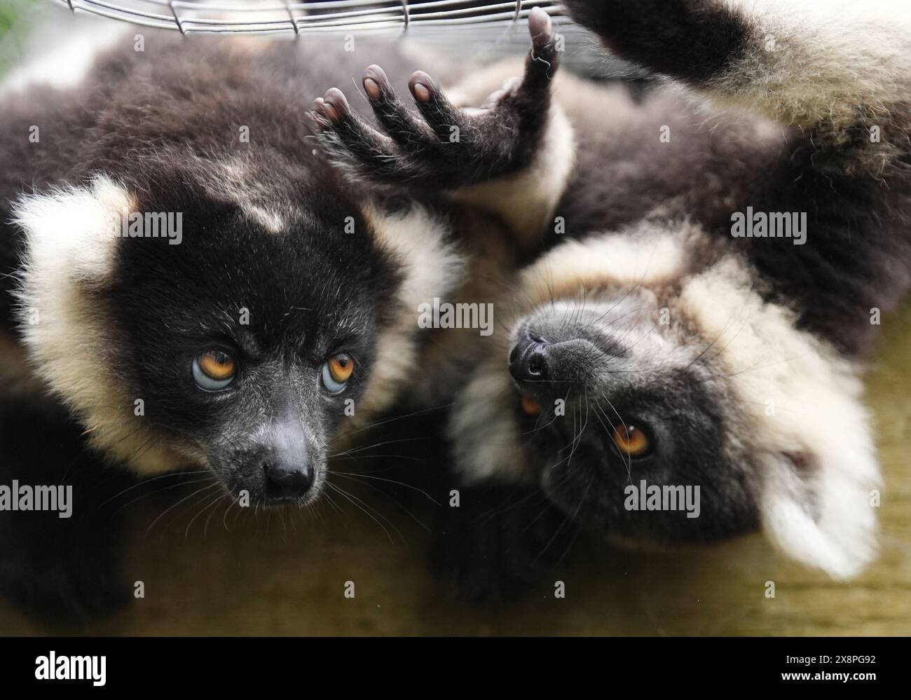 Two black-and-white ruffed lemur pups born at Blair Drummond Safari and ...