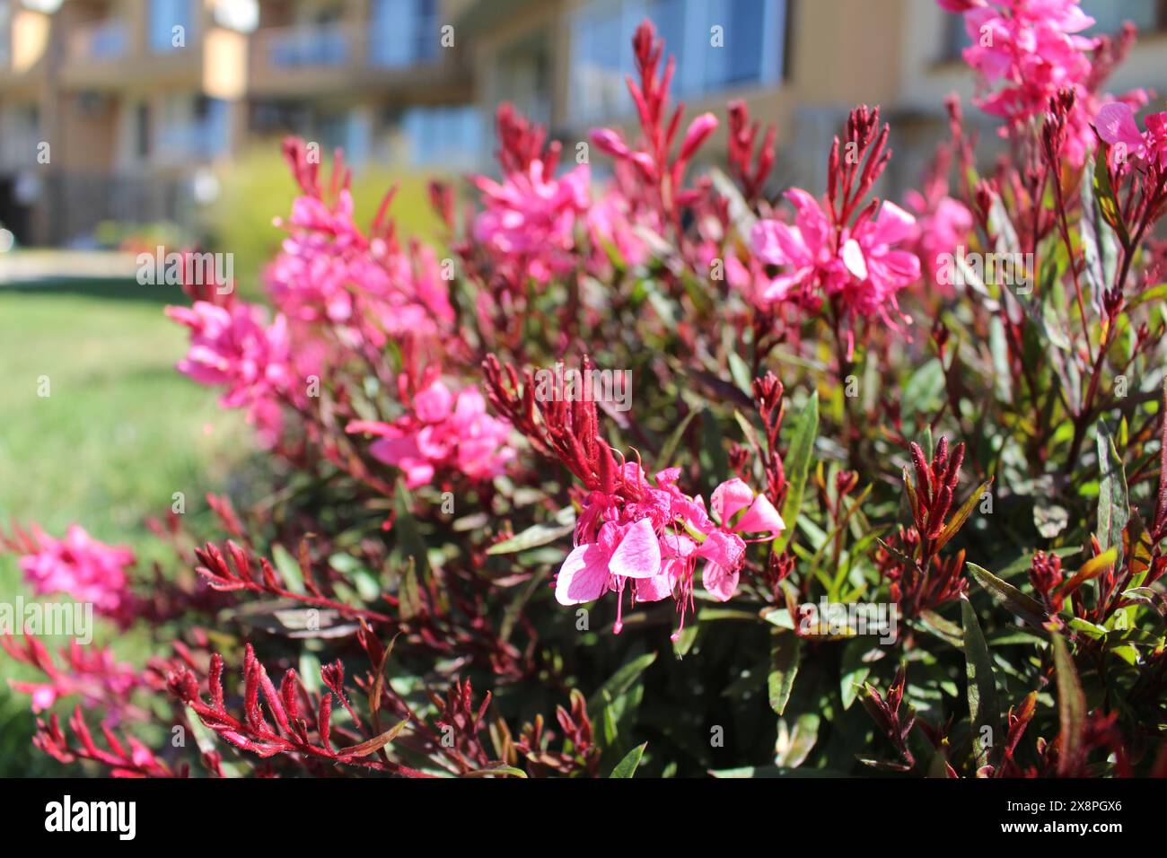 Pink butterfly bush flowers in full bloom Stock Photo - Alamy