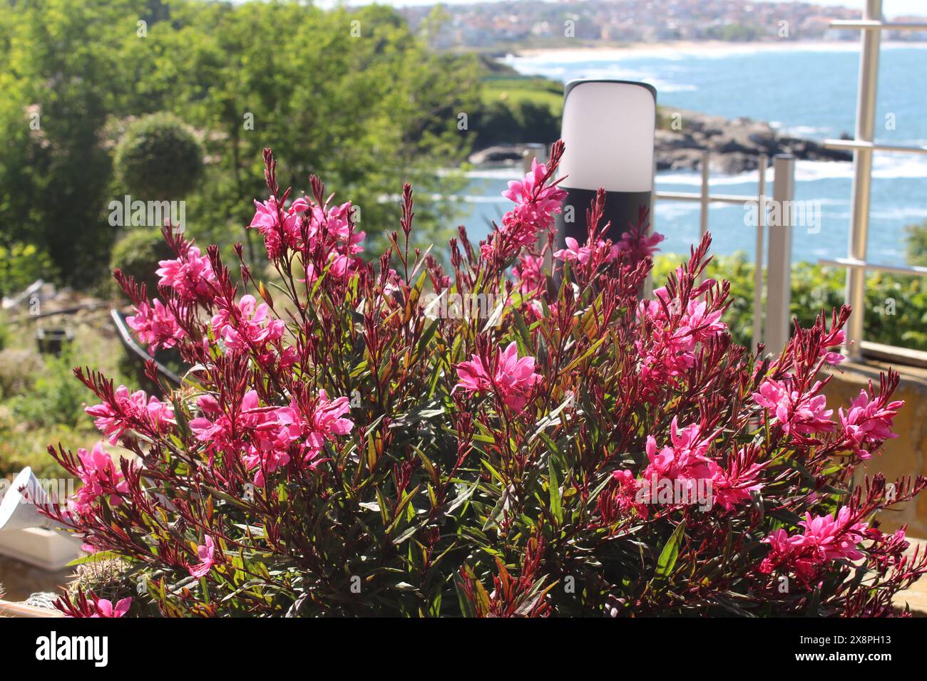 Pink butterfly bush flowers in sea side garden Stock Photo - Alamy