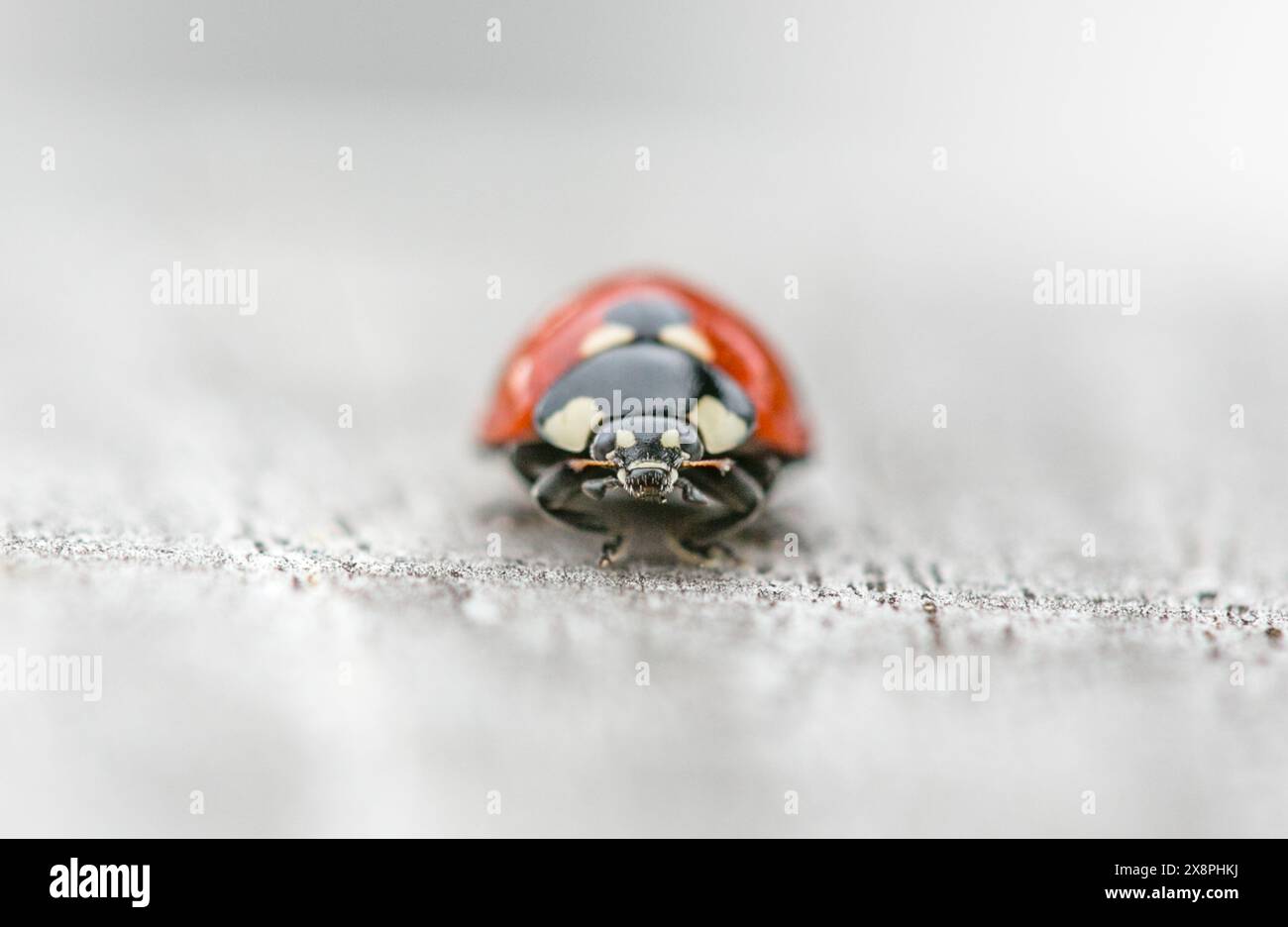 Ladybug, front, face, close-up, very detailed on grey-white ground ...