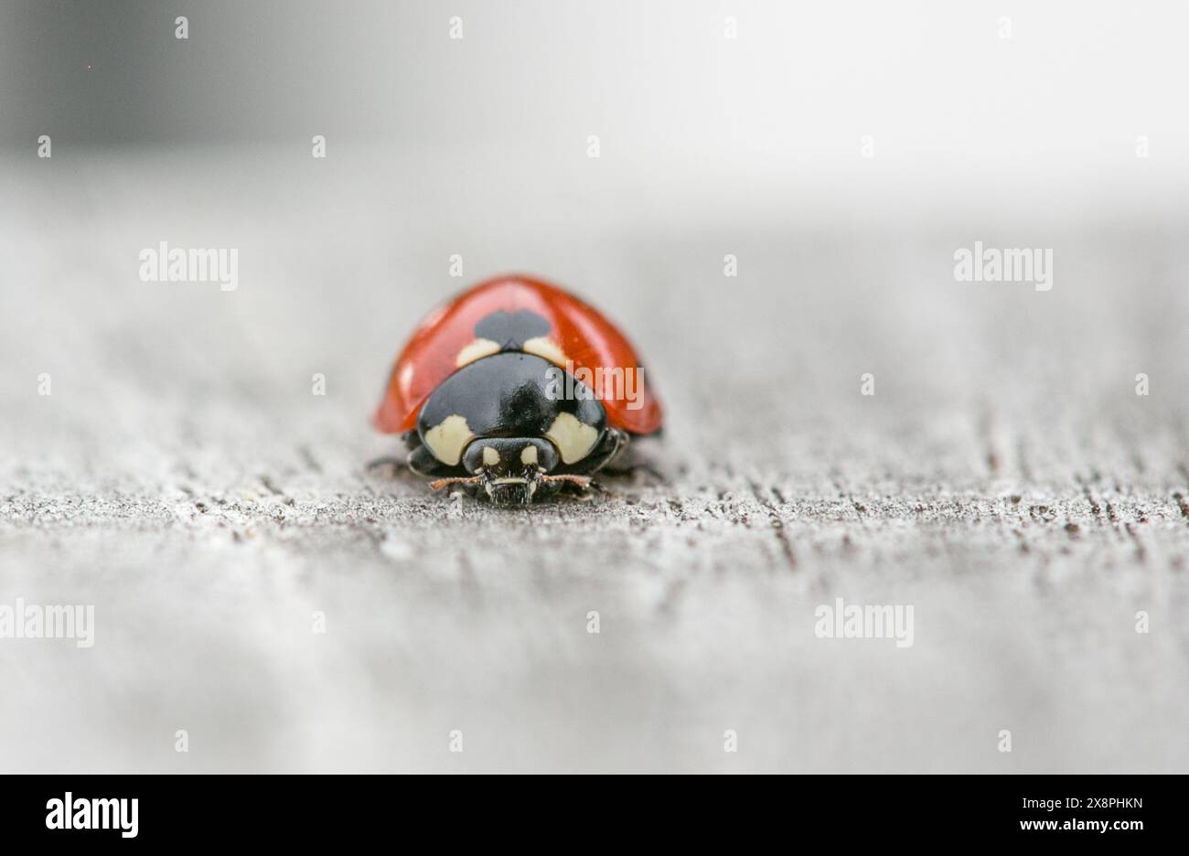 Ladybug, front, face, close-up, very detailed on grey-white ground ...