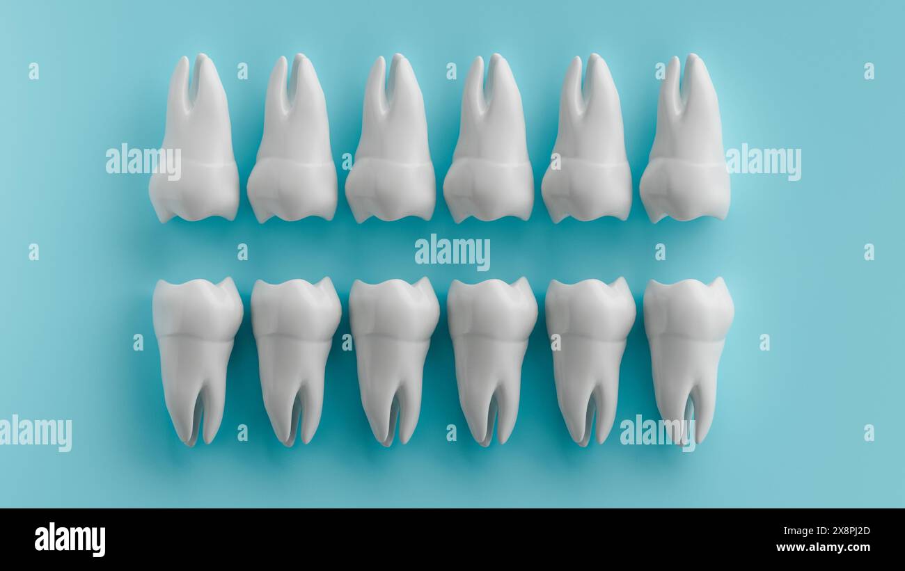 3D Rendering of Molars on Blue Background Stock Photo - Alamy