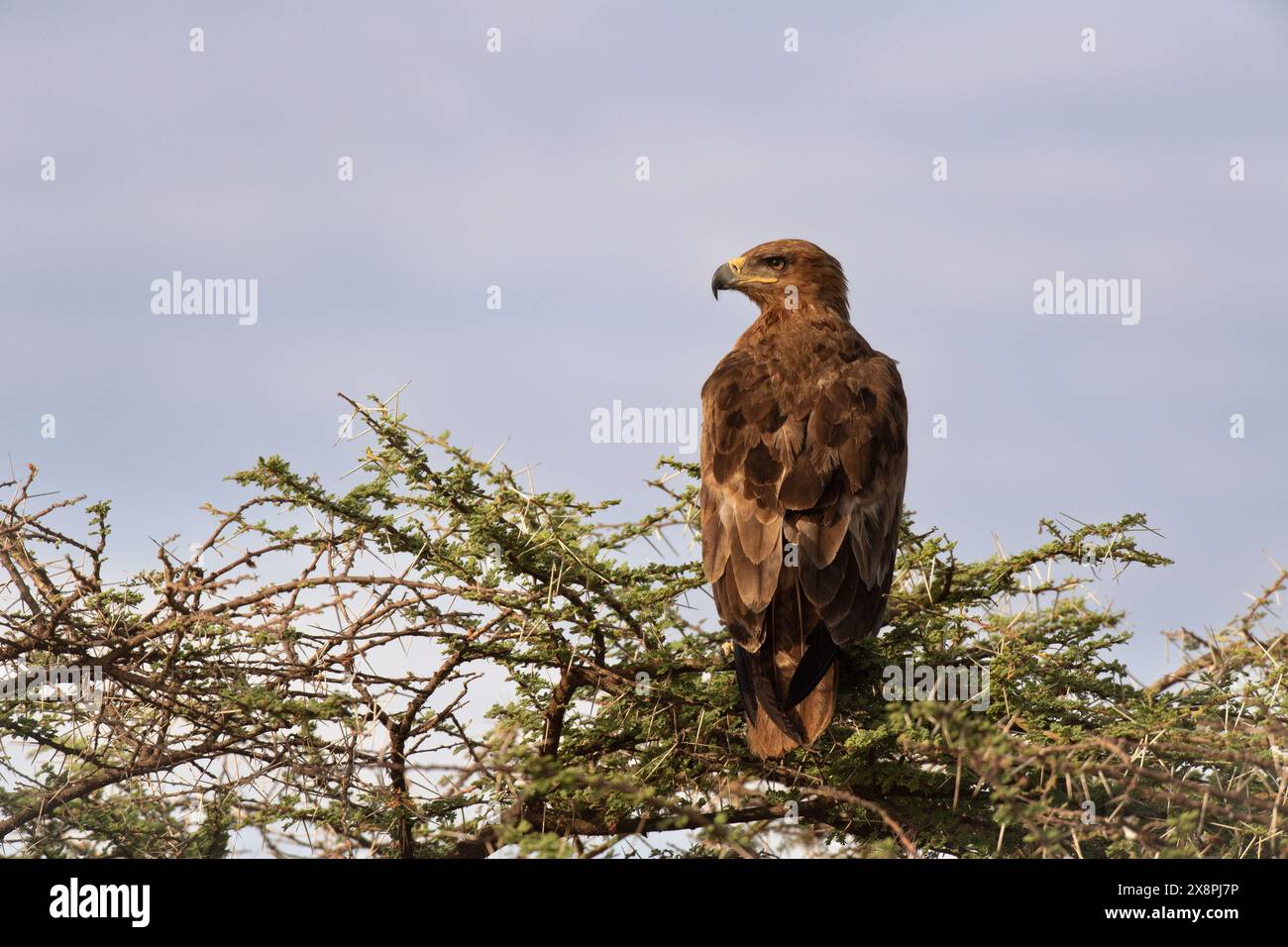 Tawny eagle, Aquila rapax, Accipitridae, Buffalo Spring Reserve ...