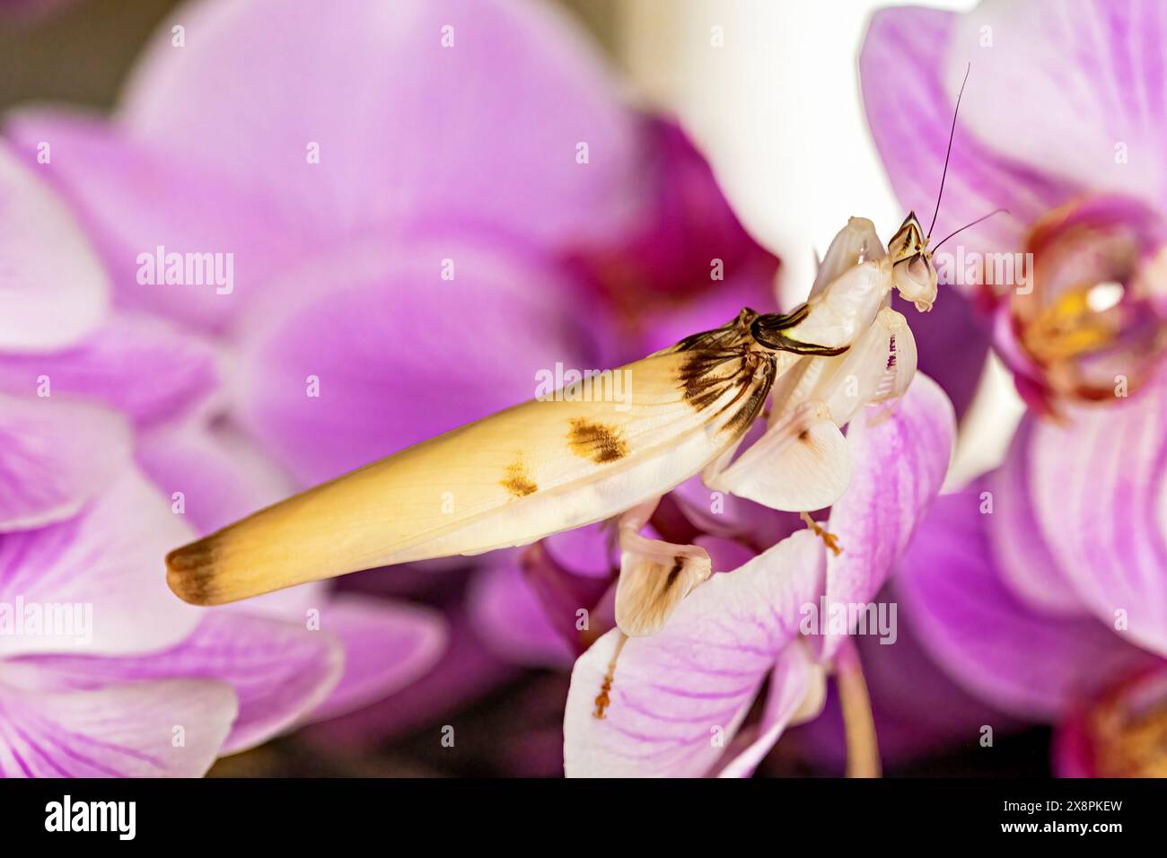 An Orchid Mantis on an orchid flower Stock Photo - Alamy