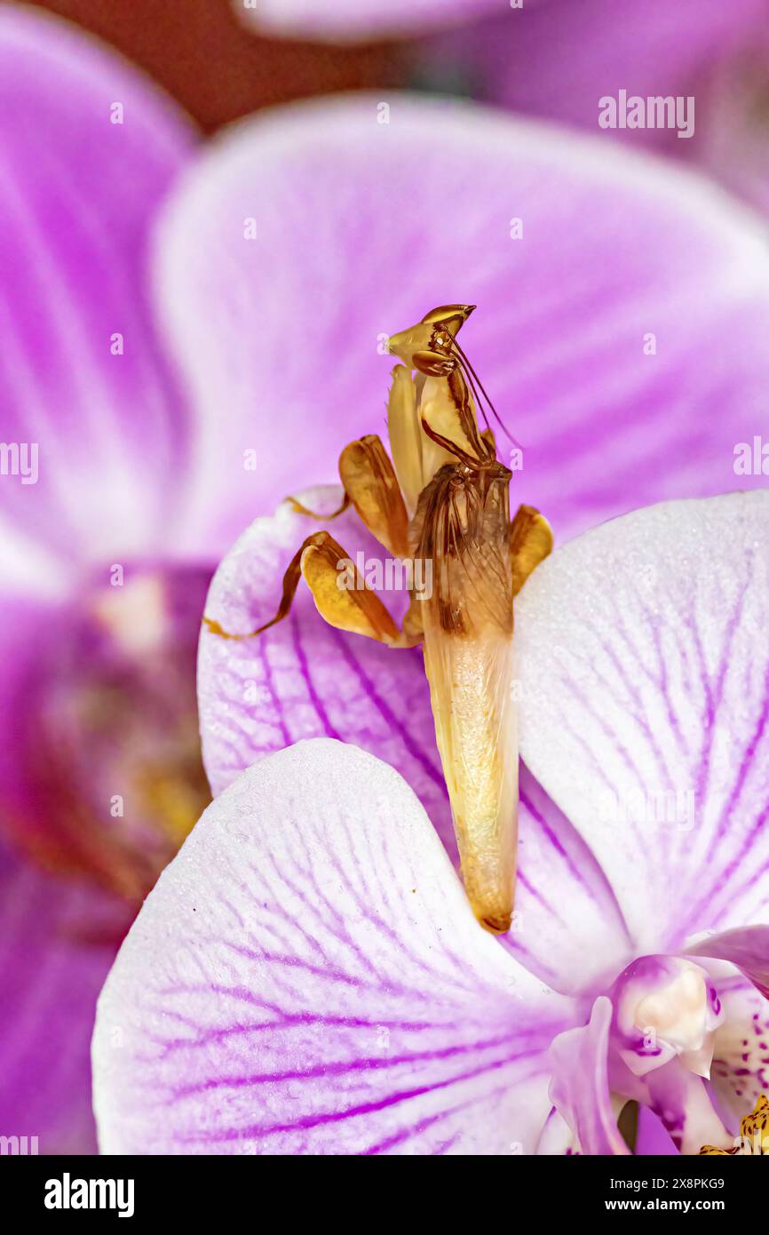 An Orchid Mantis on an orchid flower Stock Photo - Alamy