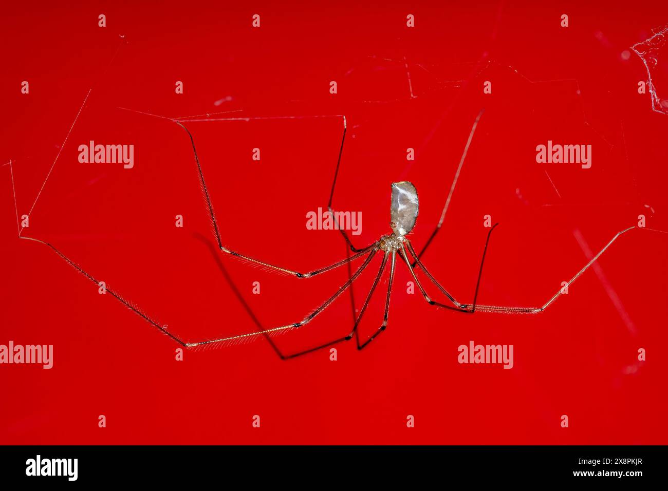 Long legs spiders hi-res stock photography and images - Alamy