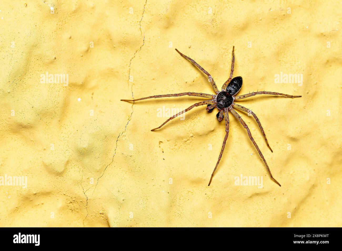 Running turf spider hi-res stock photography and images - Alamy