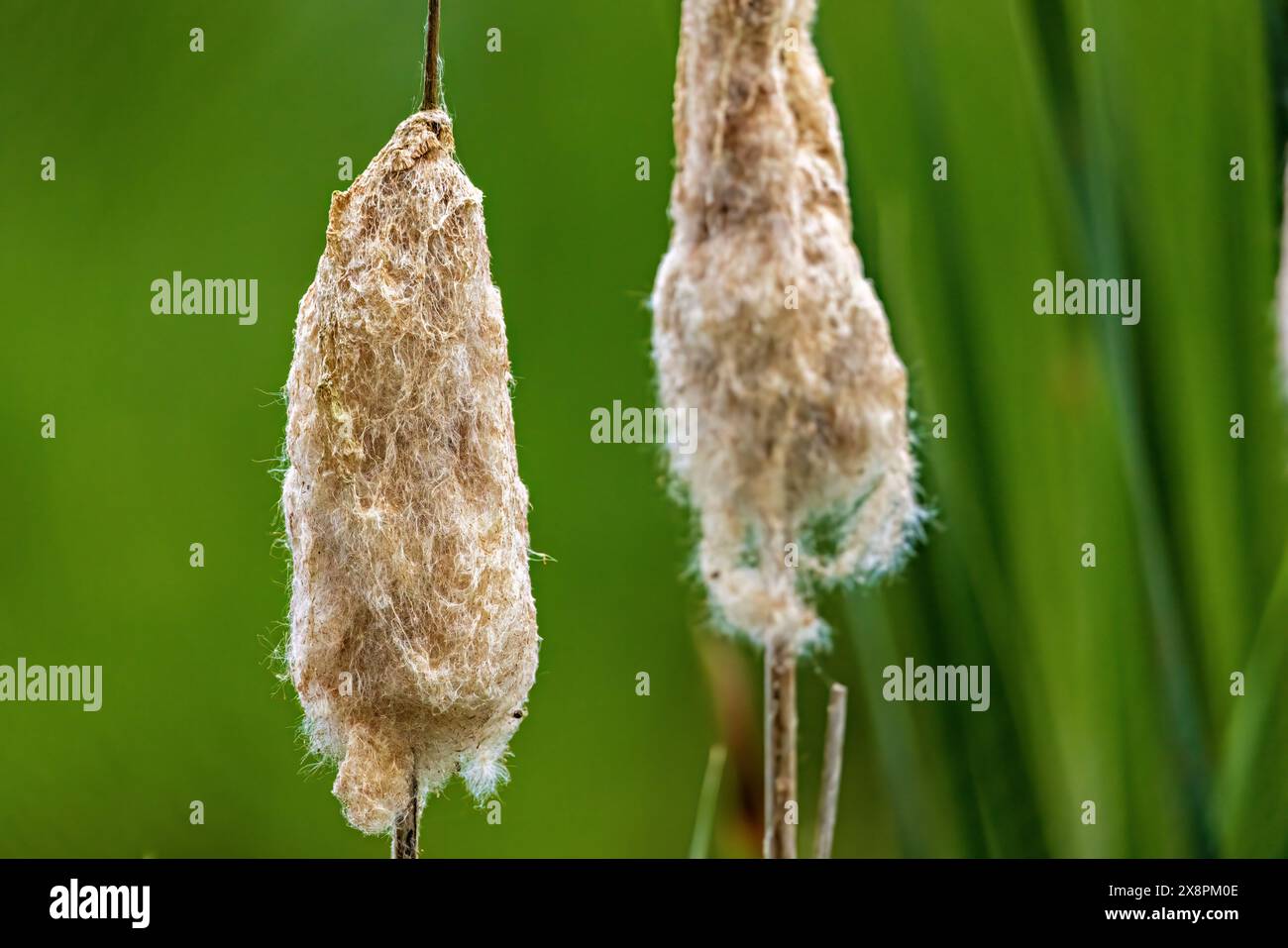 Reeds in the wetlands and swamps Stock Photo - Alamy
