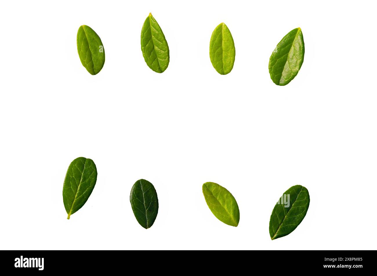Green leaves, Small green foliage on twig isolated on white background ...