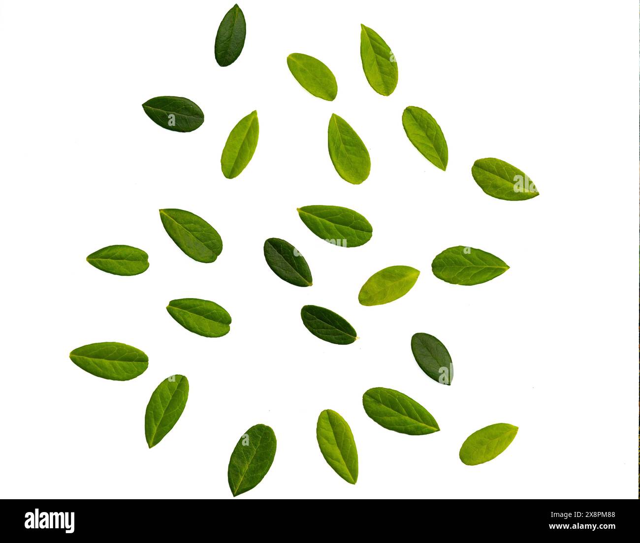 Green leaves, small green foliage on twig isolated on white background ...