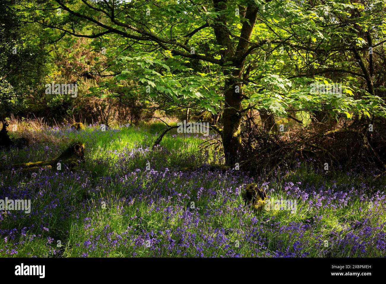 Scottish Meadow in Spring Stock Photo - Alamy