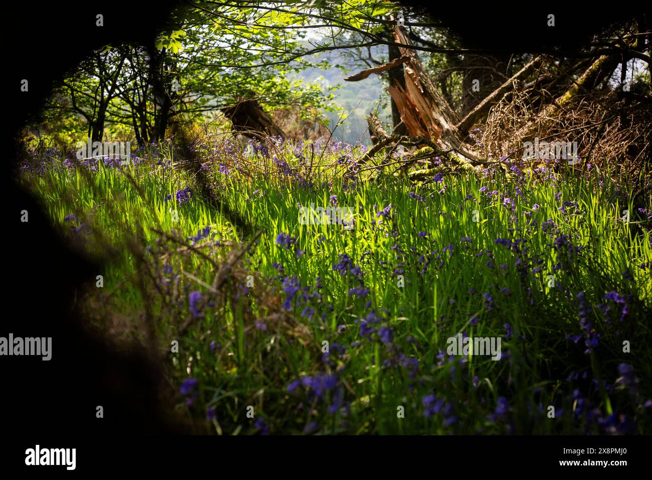 Scottish Meadow in Spring Stock Photo - Alamy