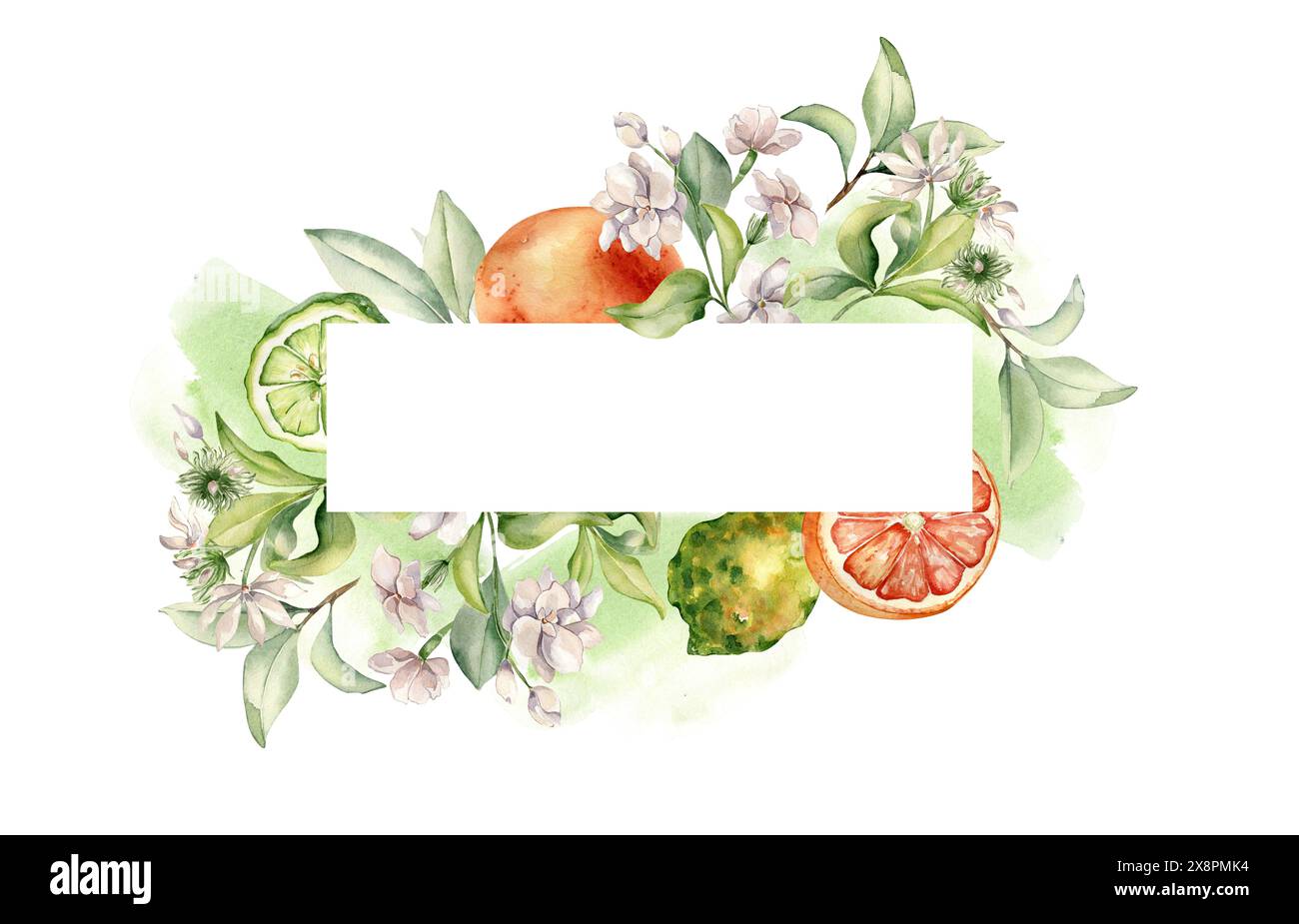 Jasmine flowers on branch and citrus fruits on watercolor stain in frame isolated. Grapefruit ...