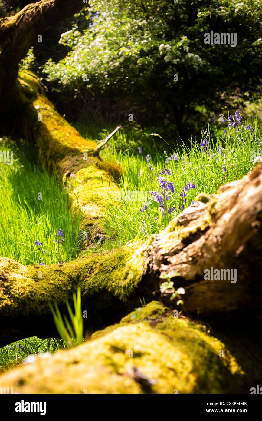 Scottish Meadow in Spring Stock Photo - Alamy