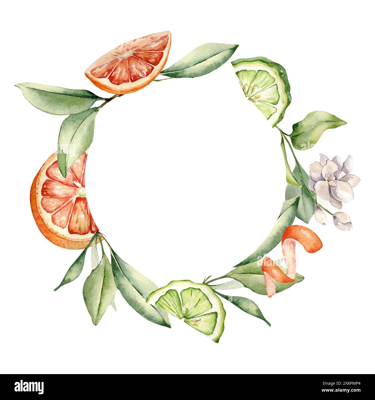 Grapefruit and bergamot citrus fruits with jasmine flowers watercolor isolated wreath. Hand ...