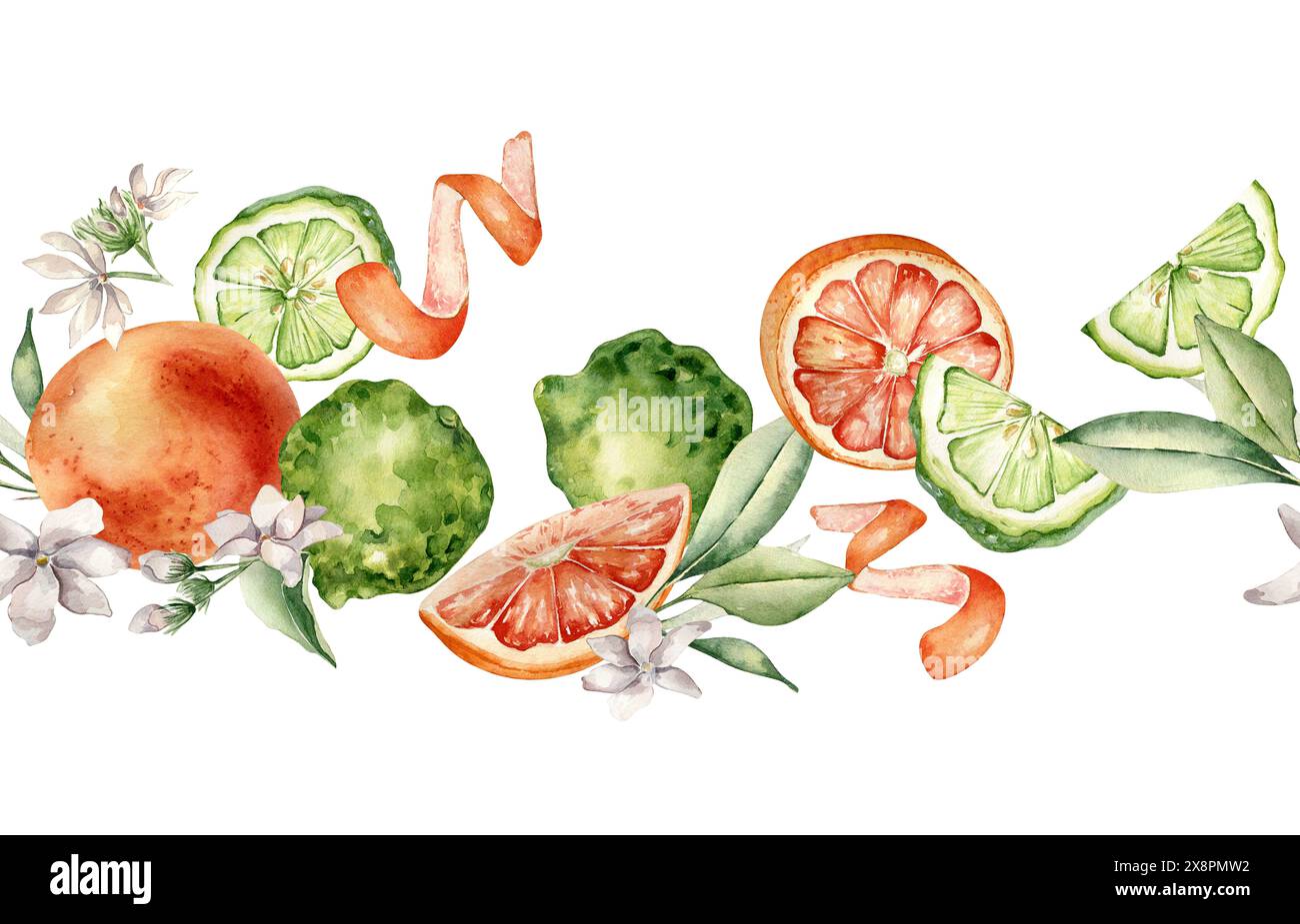 Citrus fruits and jasmine, bright summer plants watercolor illustration isolated. Grapefruit ...