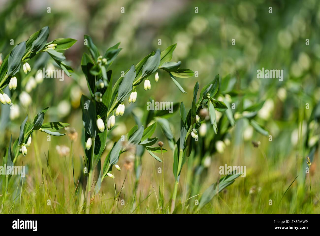 Wildflower background. Flower of the Polygonatum odoratum, known as ...
