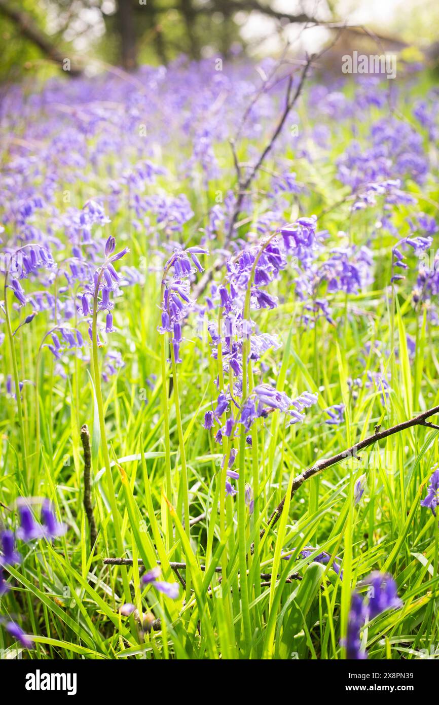 Scottish Meadow in Spring Stock Photo - Alamy
