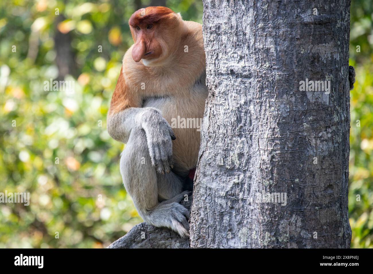 Proboscis Monkeys at the Labuk Bay Sanctuary in Sepilok, Sabah ...