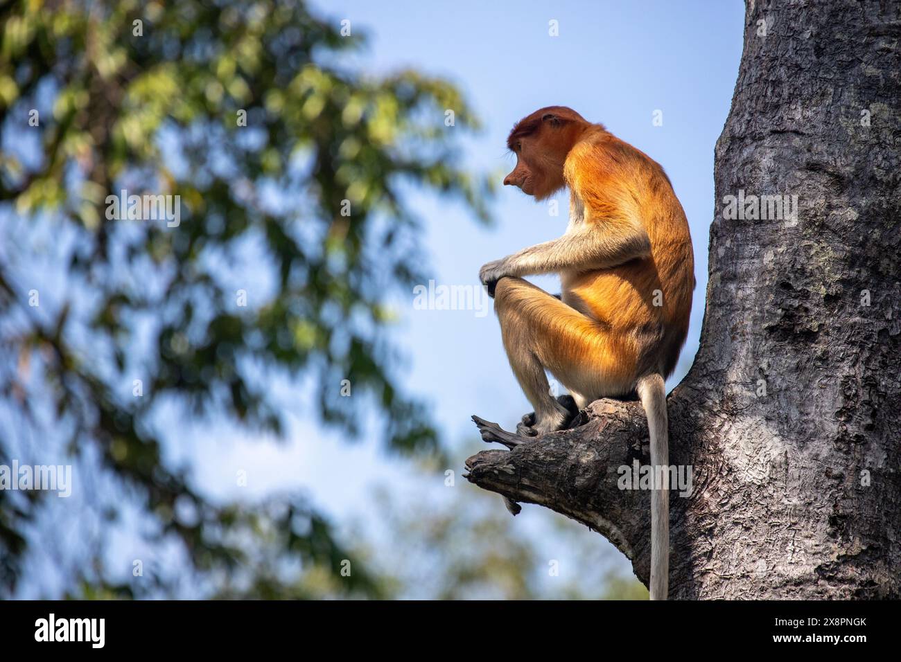 Proboscis Monkeys at the Labuk Bay Sanctuary in Sepilok, Sabah ...