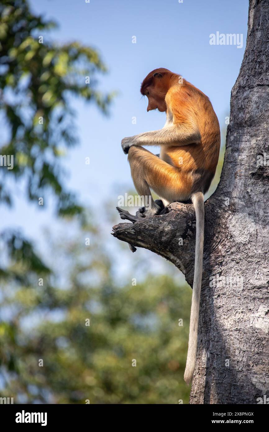 Proboscis Monkeys at the Labuk Bay Sanctuary in Sepilok, Sabah ...