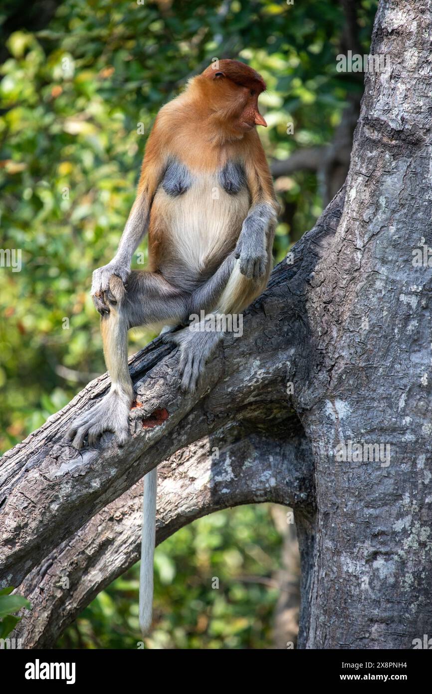 Proboscis Monkeys at the Labuk Bay Sanctuary in Sepilok, Sabah ...