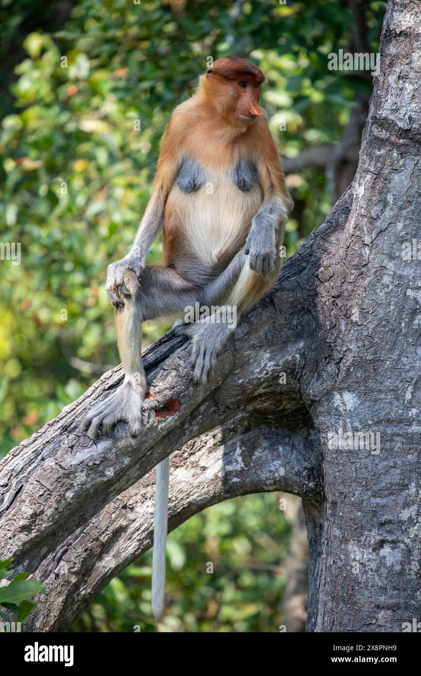 Proboscis Monkeys at the Labuk Bay Sanctuary in Sepilok, Sabah ...