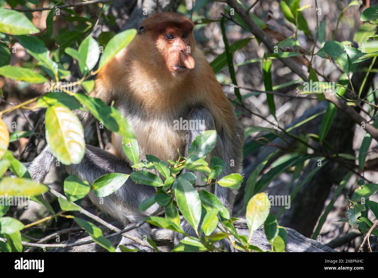 Proboscis Monkeys at the Labuk Bay Sanctuary in Sepilok, Sabah ...