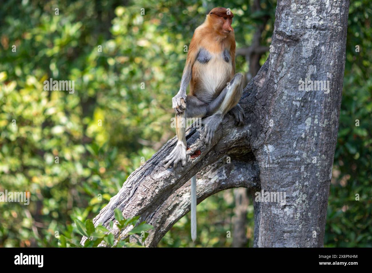 Proboscis Monkeys at the Labuk Bay Sanctuary in Sepilok, Sabah ...