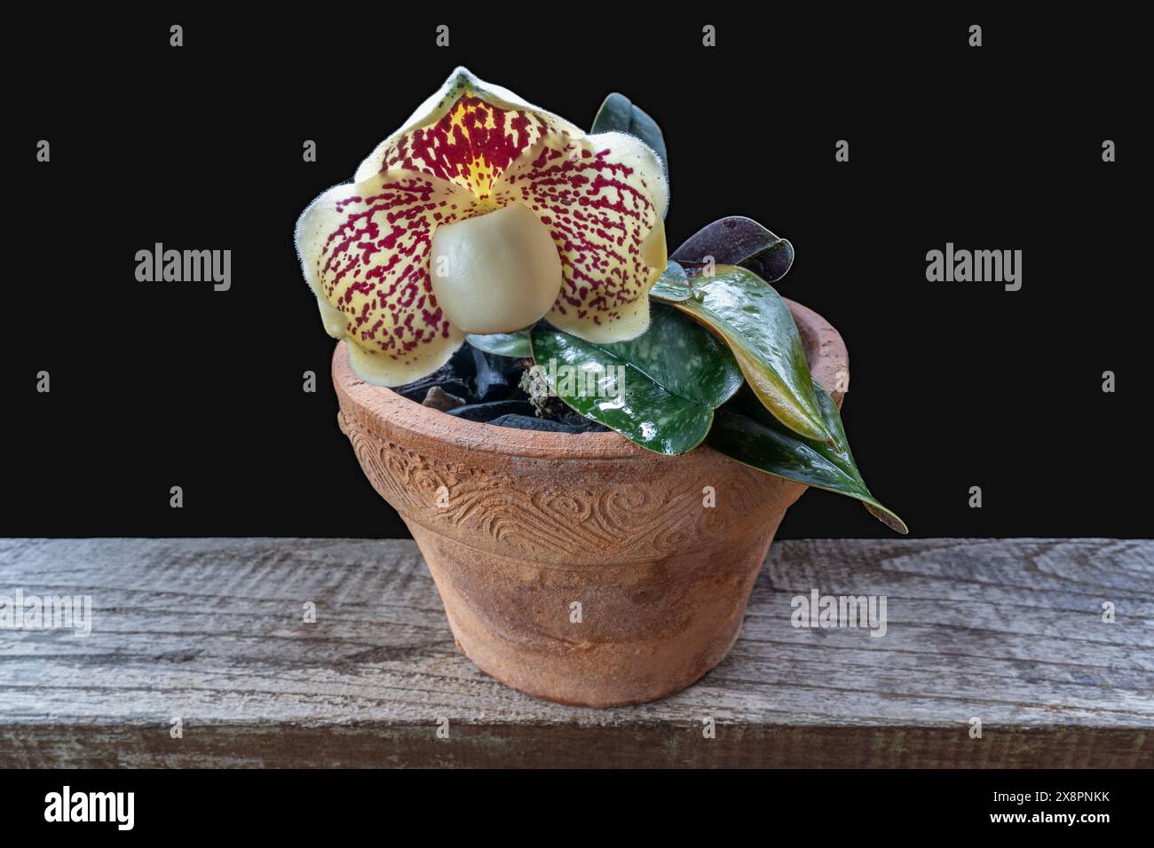 Closeup view of lady slipper orchid species paphiopedilum godefroyae ...