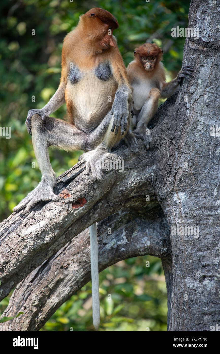 Proboscis Monkeys at the Labuk Bay Sanctuary in Sepilok, Sabah ...