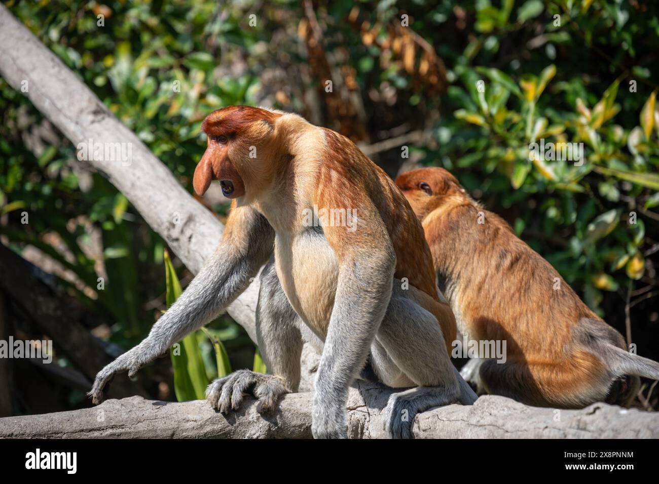 Proboscis Monkeys at the Labuk Bay Sanctuary in Sepilok, Sabah ...