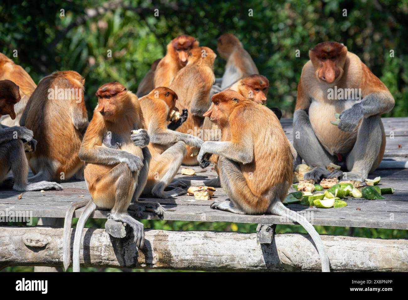 Proboscis Monkeys at the Labuk Bay Sanctuary in Sepilok, Sabah ...
