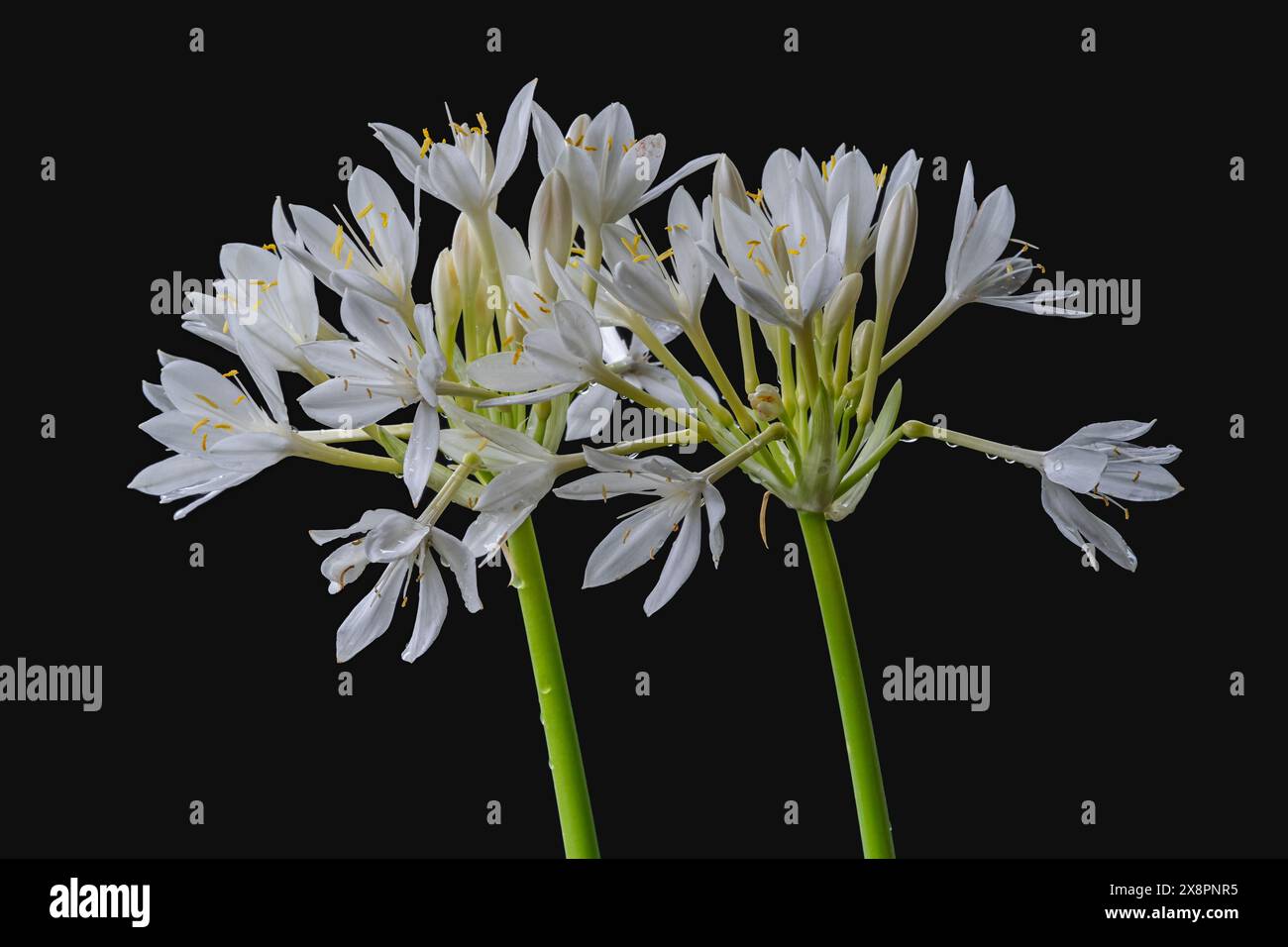 Proiphys amboinensis hi-res stock photography and images - Alamy
