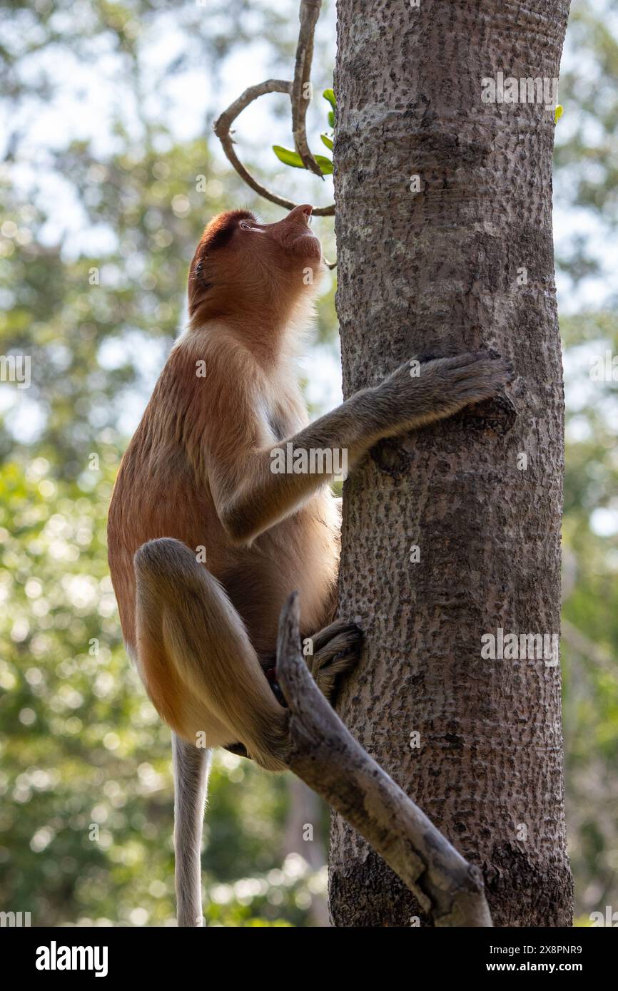 Proboscis Monkeys at the Labuk Bay Sanctuary in Sepilok, Sabah ...