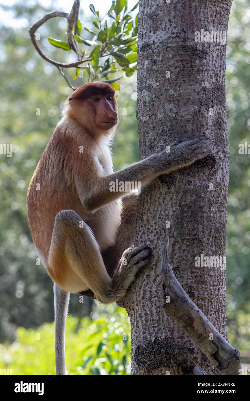 Proboscis Monkeys at the Labuk Bay Sanctuary in Sepilok, Sabah ...