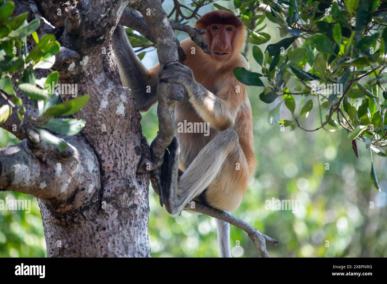 Proboscis Monkeys at the Labuk Bay Sanctuary in Sepilok, Sabah ...