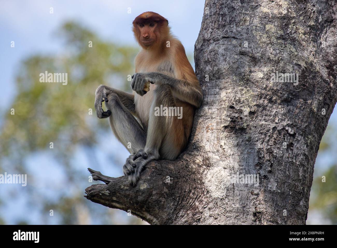 Proboscis Monkeys at the Labuk Bay Sanctuary in Sepilok, Sabah ...