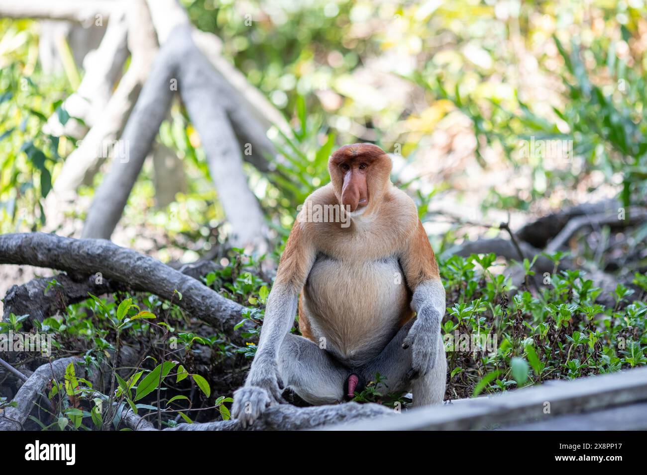 Proboscis Monkeys at the Labuk Bay Sanctuary in Sepilok, Sabah ...